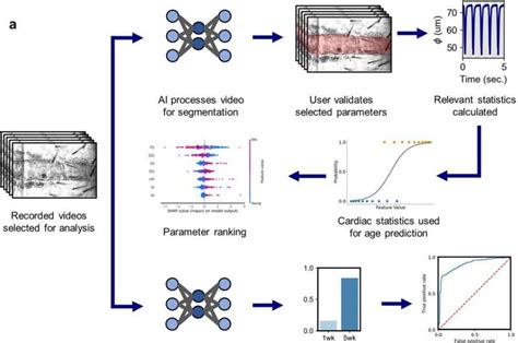 Deep Machine Learning Speeds Assessment Of Fruit Fly Heart Aging And