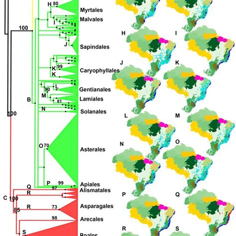 Tree Derived From Maximum Parsimony Mp Searches Using A Concatenated