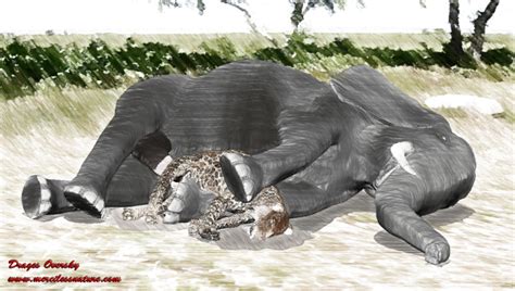 Rule 34 Anal Anal Sex Drages Elephant Feline Feral Gay Interspecies