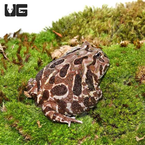 Green Pacman Frogs For Sale Underground Reptiles