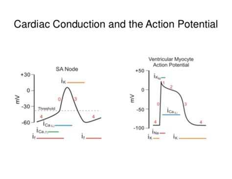 Cardiac Action Potential Drugs