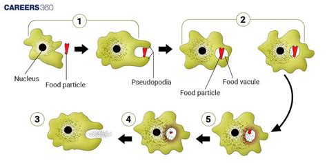 Protozoa Structure Classification Growth Development Characteristics