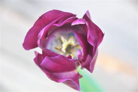 Tulip Tip Australian Photography