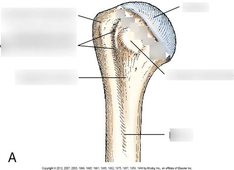 Proximal Humerus Diagram Diagram Quizlet Proximal Humerus Diagram Diagram Quizlet