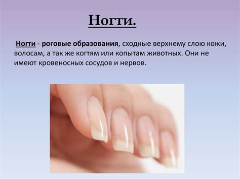 Строение и физиология кожи волос и ногтей презентация онлайн