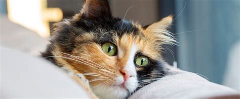 The Calico Cat Everything You Need To Know