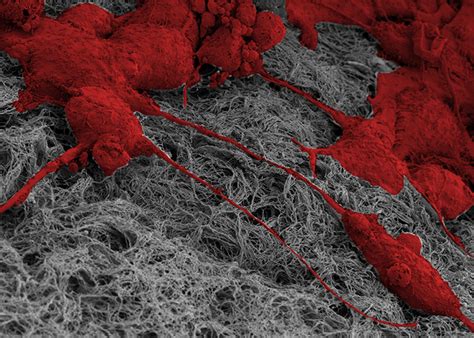 Environmental Memory Propels Collective Cell Migration The Source