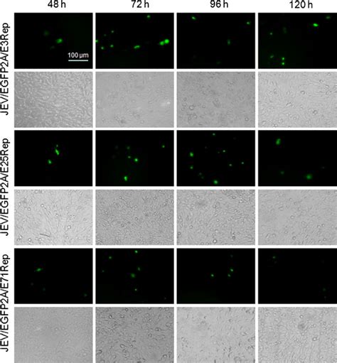 Characterization Of The Jev Egfp Reporter Replicons Bhk 21 Cells Were