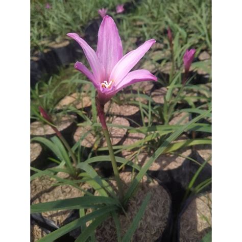 Jual Bunga Lily Hidup Shopee Indonesia