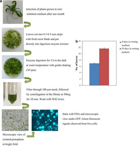 Schematic Illustration Of Protoplast Isolation A Outline Of Protoplast Download Scientific