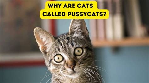 Why Are Cats Called Pussycats
