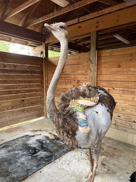 What Does An Ostrich Look Like Without Feathers