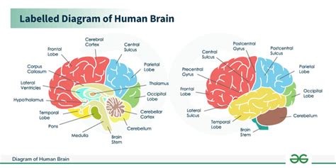 Diagram Of Human Brain Geeksforgeeks