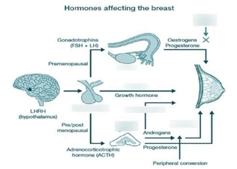 Diagram Of Hormones Affecting Breasts Quizlet
