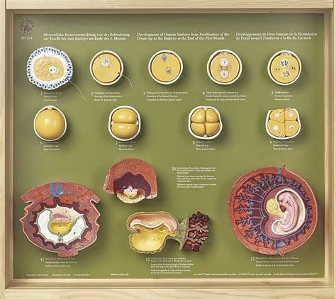 Lab 11 Embryonic Development Model Diagram Quizlet