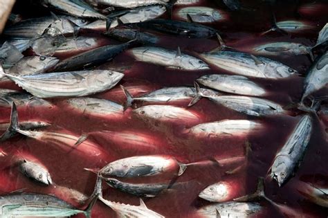 Fiskguiden 2017 Stor Osäkerhet Kring Tonfisken Som Säljs I Sverige