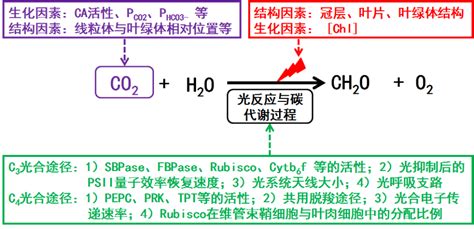 如何测量光合作用效率 知乎