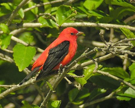 Scarlet Tanager Male Taken In Fort De Soto Park Florida Flickr