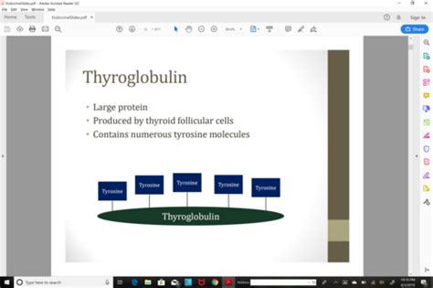 Endocrinology Flashcards Quizlet