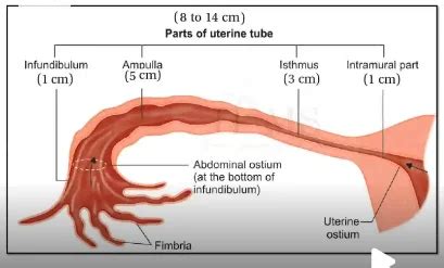 Female Reproductive System Functions And Parts Arteries