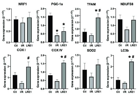 Liver Gene Expression Evaluation By Semi Qpcr Data Are Means ± Sem Of Download Scientific