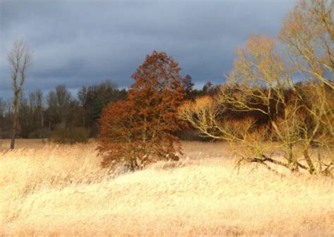 St Ck Schwarzerle Roterle Erle Alnus Glutinosa Cm