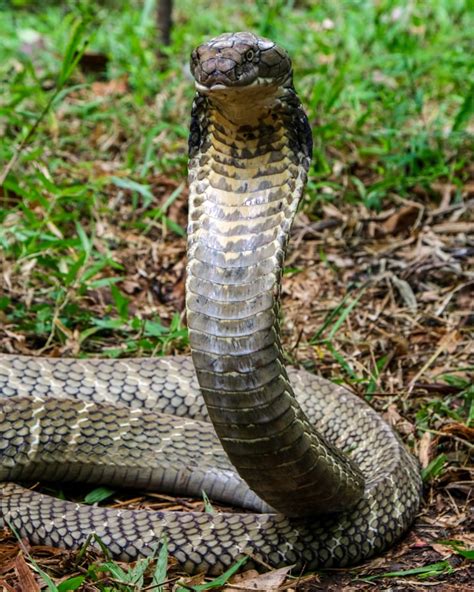 6 Deadly And Venomous Snakes In Bali A Safety Guide