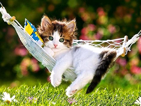 Funny Cat Wallpapers For Desktop 69 Images