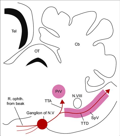 Magnetic Field Changes Induce Zenk Activation In The Trigeminal