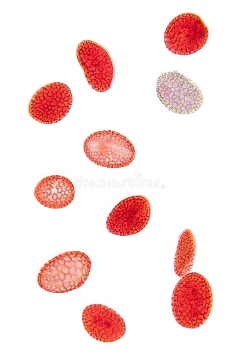 Lily Pollen Red Stained Pollen Grains Whole Mount 80x Light Micrograph Stock Image Image Of