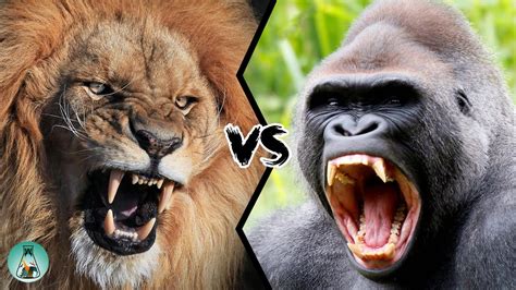 Gorilla Fighting Lion
