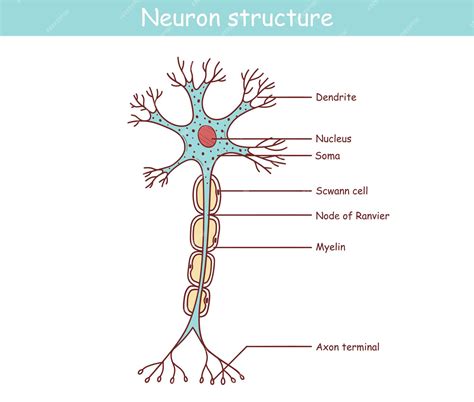 Ilustração Anatômica De Um Neurônio Em Estilo De Desenho Animado
