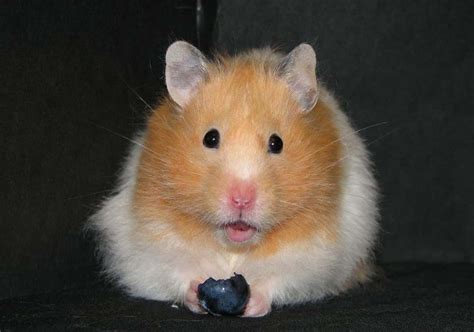 Сирийский хомяк пушистый 77 фото