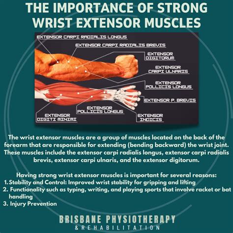 The Importance Of Having Strong Wrist Extensor Muscles Brisbane Physiotherapy And Podiatry