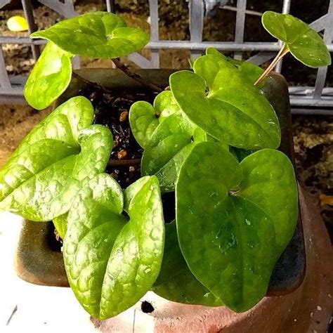 八重咲ユキグニカンアオイ 商品紹介 山野草の通販ならNatural Plants 葉波