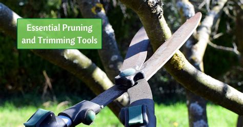 Essential Tools For Pruning And Trimming Yards Improved