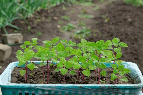 플라스틱 상자에 녹색 묘목이 닫히고 봄에 땅에 심을 준비를 하는 새싹 여름에 정원과 마당에서 계절 작업 달력 이미지 포스터 계절에 대한 스톡 사진 및 기타 이미지 Istock