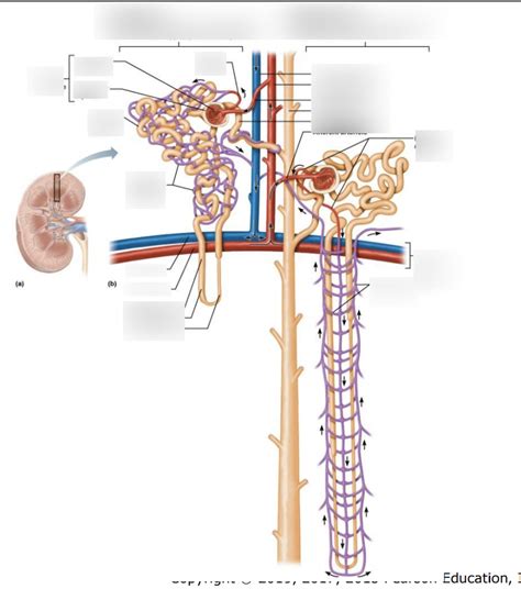 Urinary System Part 4 Diagram Quizlet