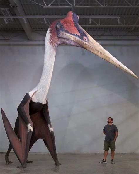🔥size Comparison Of A Human And A Quetzalcoatlus The Largest Flying