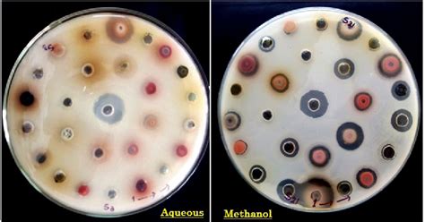 Agar Cup Method Showing Zone Of Inhibition Against V Cholerae And S Download Scientific