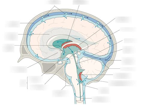 CSF Circulation Diagram Quizlet