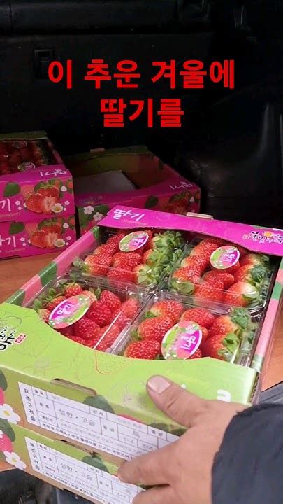 이 추운 겨울 화천 에서 딸기가 나들목 농장 사장님 Youtube