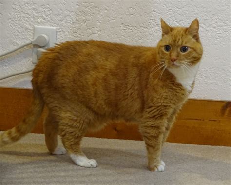 Pictures Of Purrinn Cats Hostelry Cat Hotel Guests