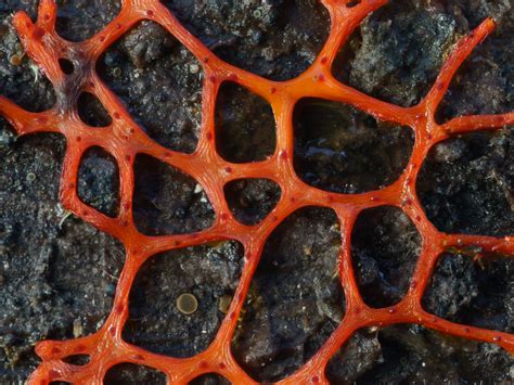 Large White And Soft Blob Growing On Tree Stump Is This A Fungus Or