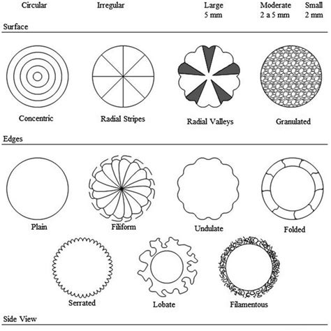Pdf Enumerating Yeast In Foods And Water Using The Spread Plating