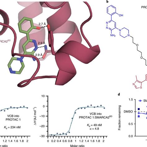 Baf Complex Vulnerabilities In Cancer Demonstrated Via Structure Based Protac Design Request Pdf