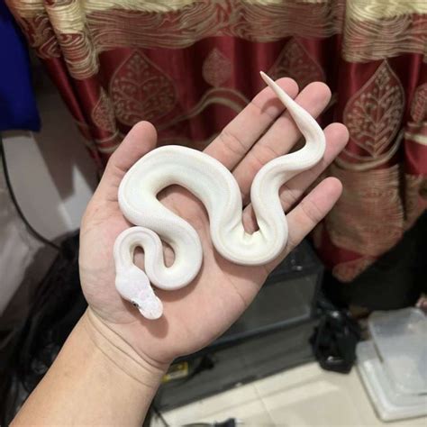 Jual Ball Python Lucy Blue Eyed Ballpython Lucy Blue Eyed Di Seller DENTA PET SHOP Kalibata