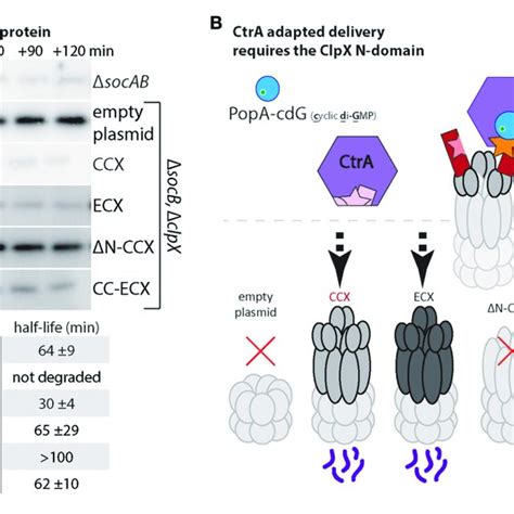 Escherichia Coli Clpx Forms An Active Protease With Caulobacter