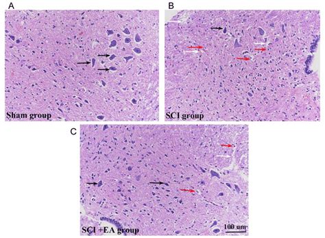 Hematoxylin Eosin Staining Of Sci Rat Tissues Representative Download Scientific Diagram
