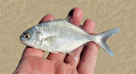 Paloma Pompano Mexican